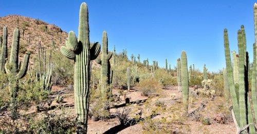 Learn How to Draw a Realistic Saguaro Cactus in 14 Steps | Flipboard