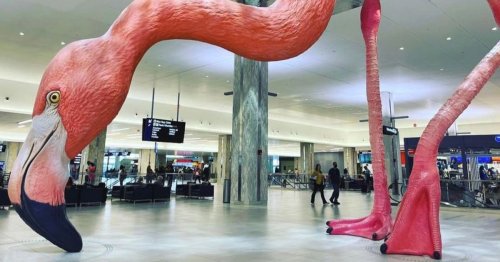 Giant Flamingo Sculpture Greets Visitors at the Tampa International ...