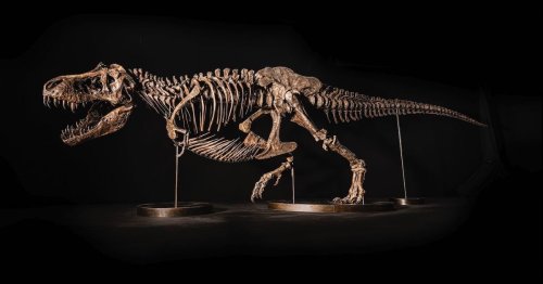 Rare T. Rex Skeleton Expected to Sell for Over $25 Million at Christie ...
