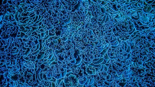 Once devastated, these Pacific reefs have seen an amazing rebirth ...