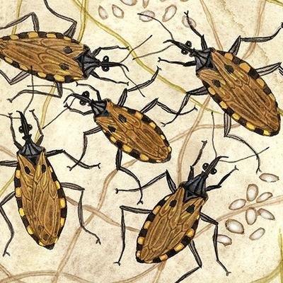 As 5 curiosidades sobre o barbeiro, o inseto que transmite a doença de ...