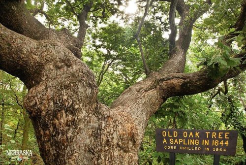 One of state's oldest trees — tourist attraction 'Old Wolf Oak' — has ...