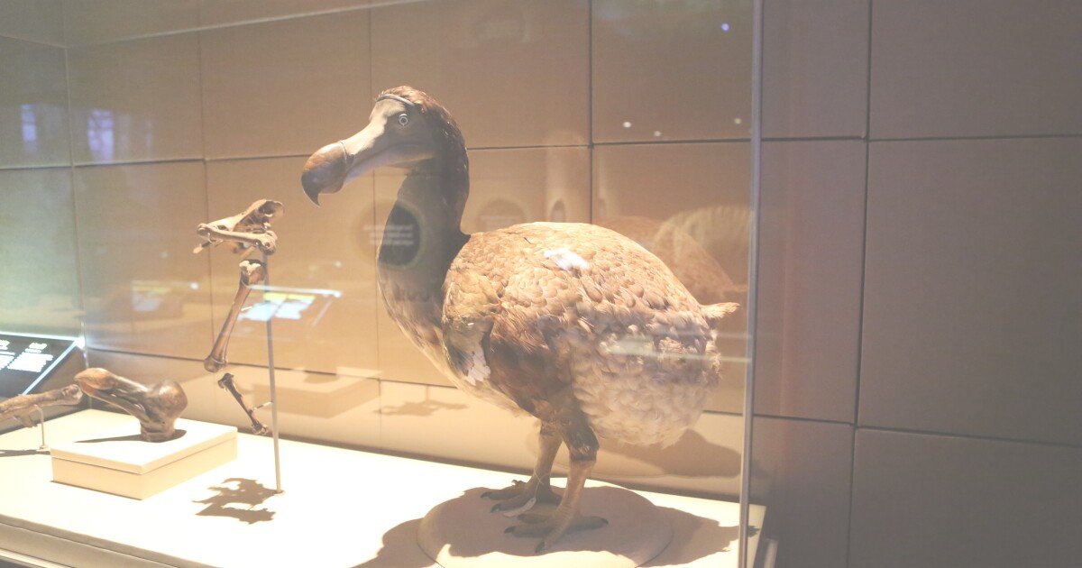 Dodo next in line for de-extinction by scientists reviving the mammoth ...
