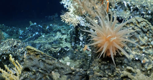 Stunning deep-sea reef "teeming with life" discovered and filmed in HD ...