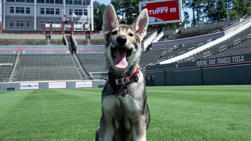 Meet Tuffy III, NC State’s new live mascot that’s all energy, cuteness ...