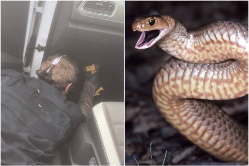Woman Finds Deadly Snake at Her Feet in Car: 'Unexpected Hitchhiker ...