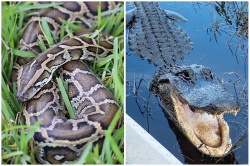 Watch 'Big Boy' Alligator Drag Away Dead Burmese Python in Everglades ...