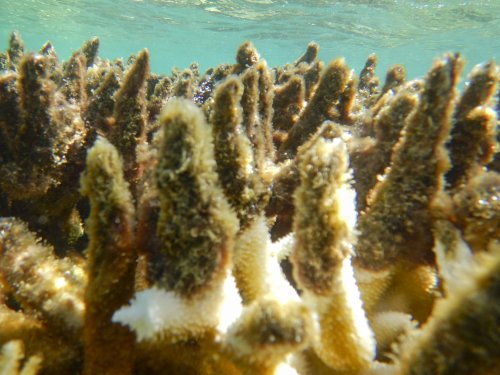 Coral Levels In Some Parts Of The Great Barrier Reef Are At The Highest 