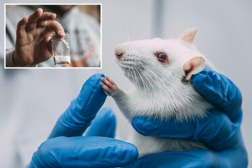 What scientists just learned about addiction by giving rats cocaine ...
