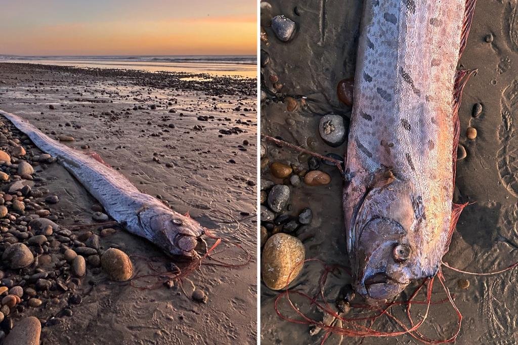 Second ‘doomsday’ oarfish washes up on California beach in three months ...