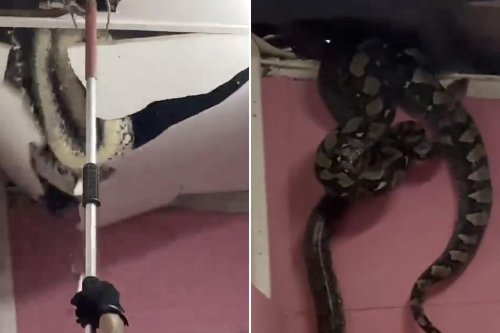 Insane moment three giant snakes fall through home’s roof | Flipboard