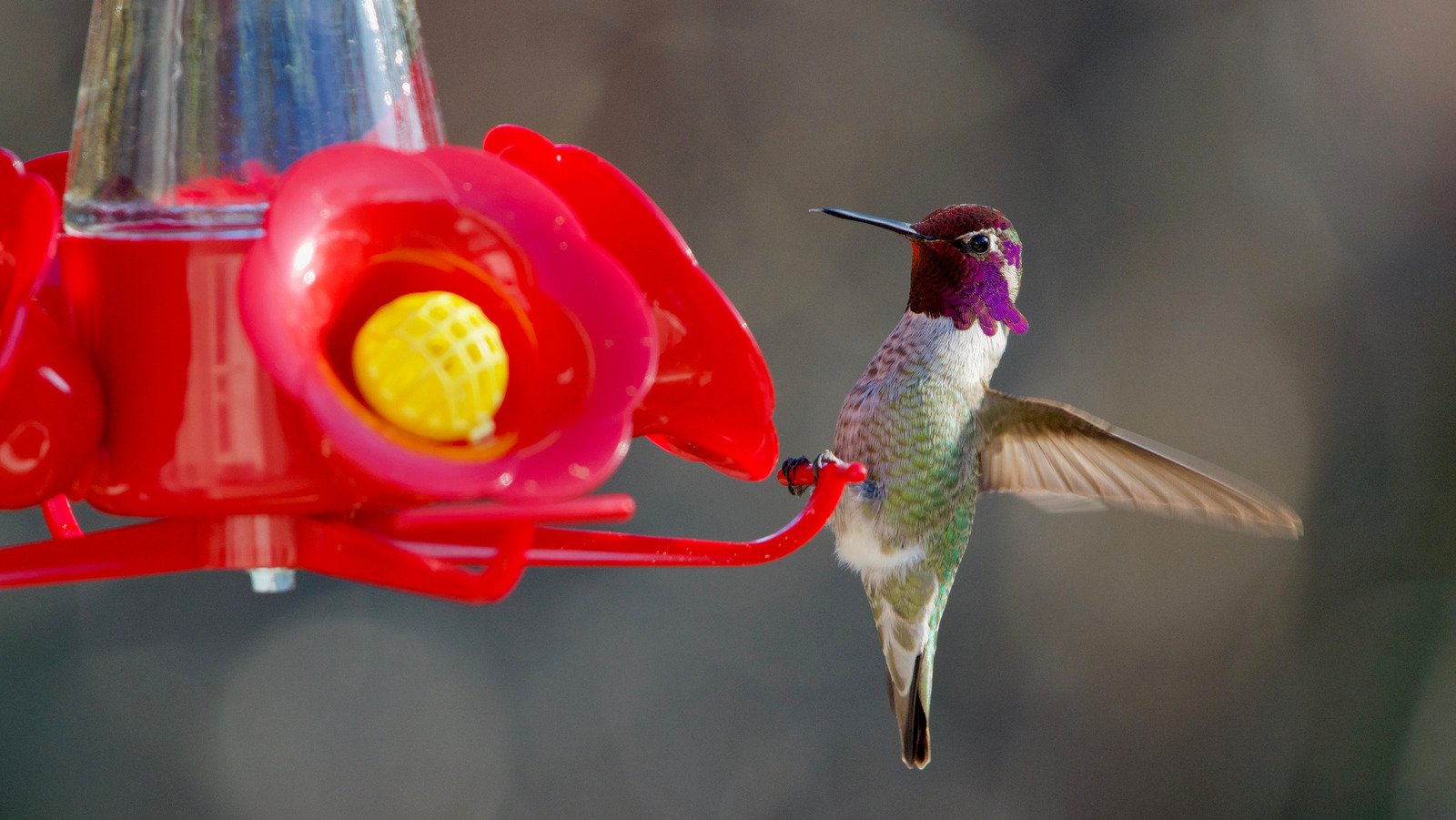 Hummingbird swing and feeder ideas to try in your yard | Flipboard