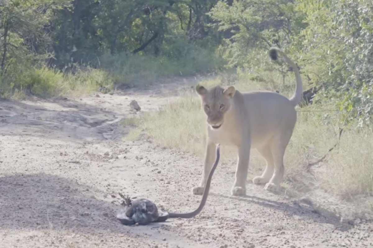 A black mamba vs. an eagle vs. a lion is the craziest fight you'll see ...