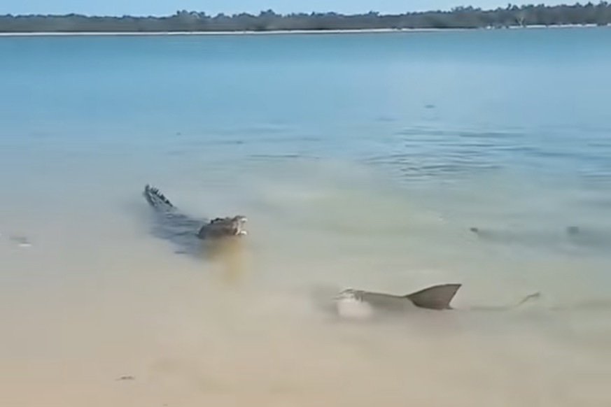 Only in Australia: A shark and a crocodile duke it out in the water ...
