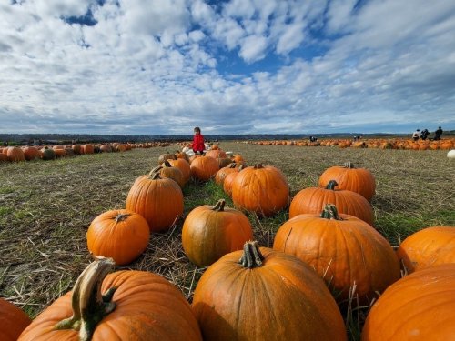 Pumpkin Patches Near Seattle Flipboard