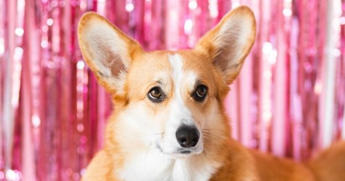 Here are 60 cute dog names for every aesthetic: cottagecore, grunge ...