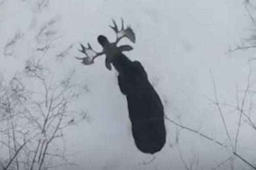 WATCH: Canadian Moose Sheds Both Antlers in Rare, Stunning Moment ...