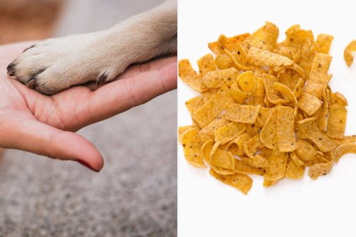 Why Do My Dog s Paws Smell Like Fritos A Vet Shares The Answer And How Why Do My Dog s Paws Smell Like Fritos A Vet Shares The Answer And How