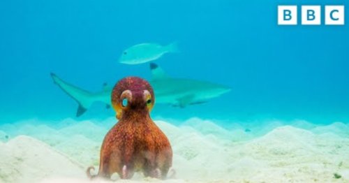 Spy Octopus Camera Gets Hug From Real Octopus in Wildlife Documentary ...