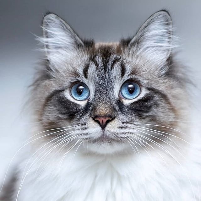 World's Most Beautiful Cats You'll Love | Flipboard