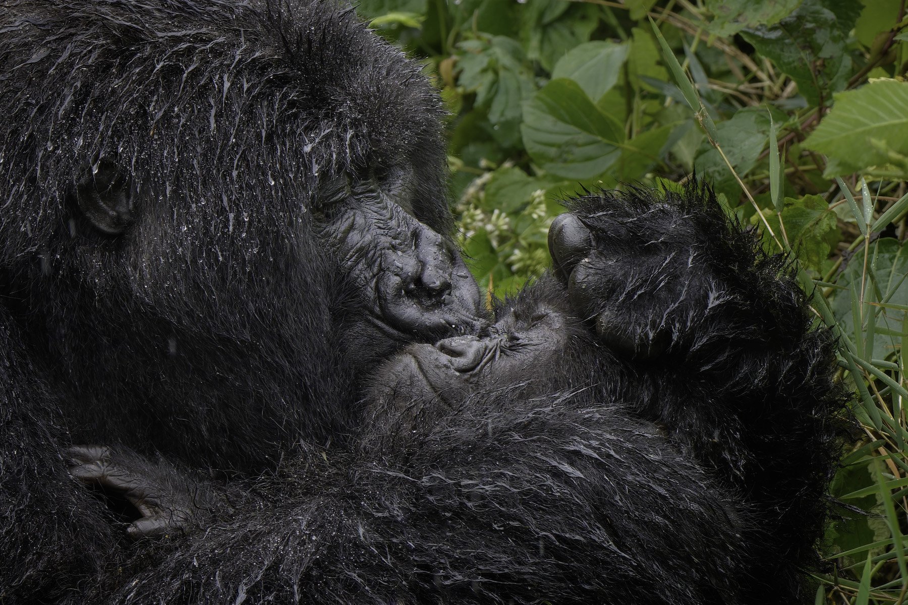 10 delightful images from the 2025 Comedy Wildlife Photography Awards ...