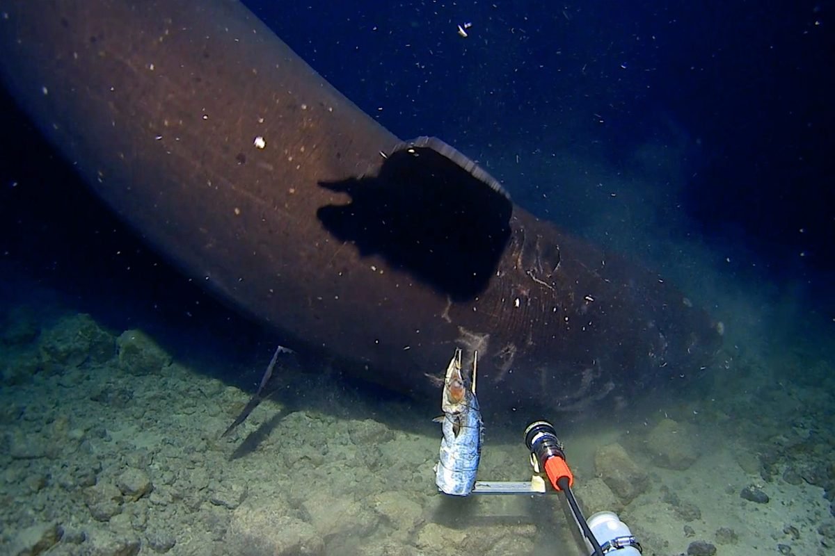Something huge was just filmed at the bottom of a deep, dark trench in ...