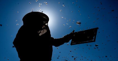 TikTok bee-f? TikToker's critique of beekeeping influencer goes viral ...
