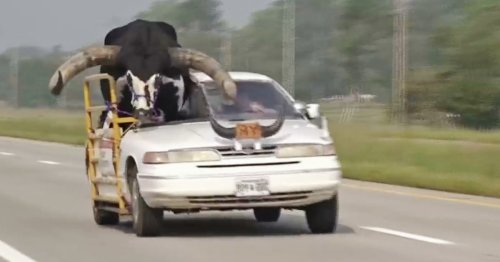 A 'beefed up' car with giant bull named Howdy Doody crammed into ...