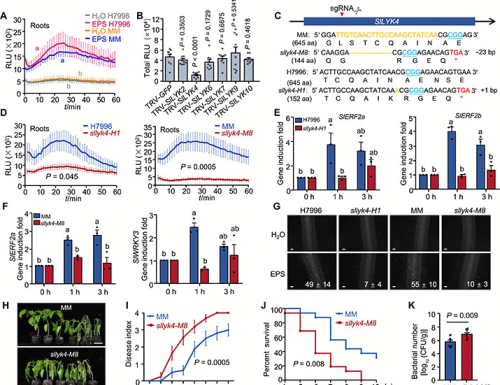 Differential phosphorylation of receptor kinase SlLYK4 mediates immune ...