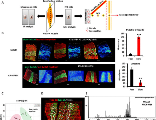 Spatial metabolomics reveals skeletal myofiber subtypes | Flipboard