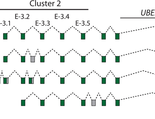 An ASO therapy for Angelman syndrome that targets an evolutionarily ...