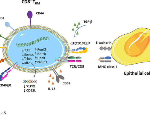 The evolving role of tissue-resident memory T cells in infections and ...