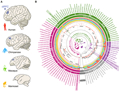 Molecular And Cellular Evolution Of The Primate Dorsolateral Prefrontal Cortex Flipboard