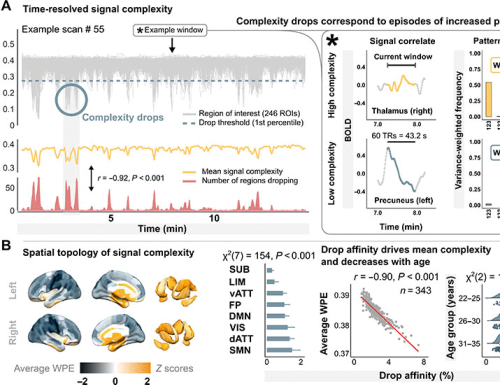 A Spatiotemporal Complexity Architecture Of Human Brain Activity