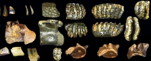 Underwater Fossils Surface to Reveal a Lost World of Archaic Humans ...