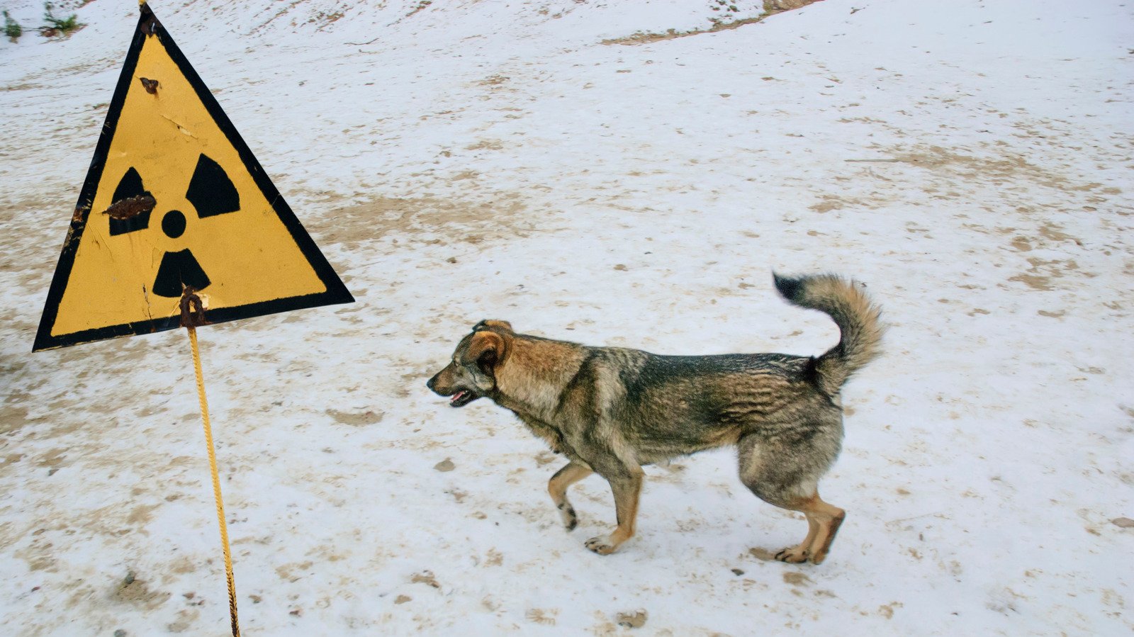 What We Know About The Animals Evolving At Chernobyl | Flipboard