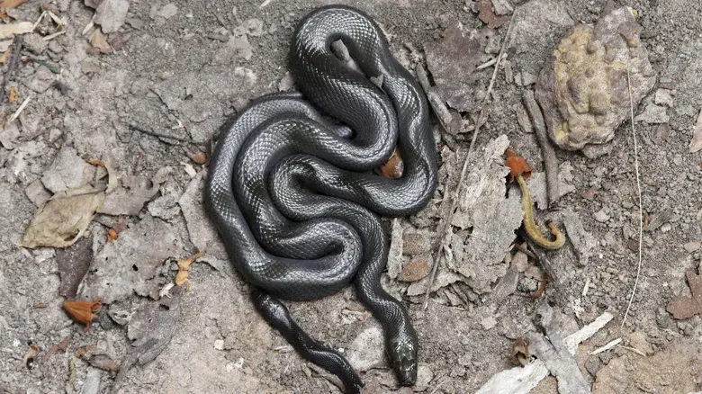 Scientists Discovered A New Snake Species Hiding In Plain Sight | Flipboard