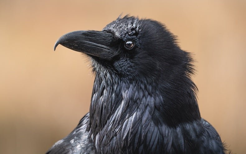 Crows perform another ability that was once thought to be uniquely ...