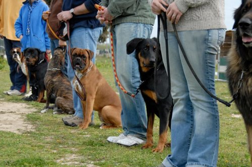 Puppy Training Top 10 Most Difficult And Easiest Breeds Of Lovable Dog To Train From The Beagle puppy-training-top-10-most-difficult-and-easiest-breeds-of-lovable-dog-to-train-from-the-beagle