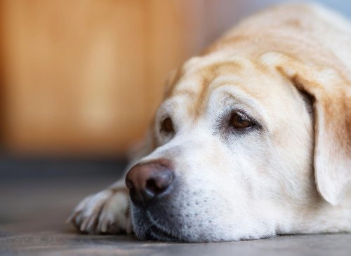 Here are the 10 breeds of sensitive dog most likely to suffer from ...