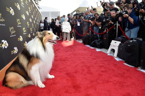 Superstar Dogs: These are the 13 breeds of adorable dog that have ...