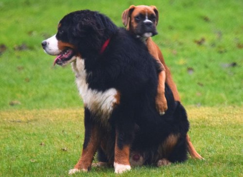 Cuddly Dogs: Here are the 10 most snuggly breeds of adorable dog ...