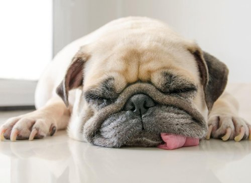 Slow Dogs 2022: These are the 10 slowest breeds of adorable dog in the ...