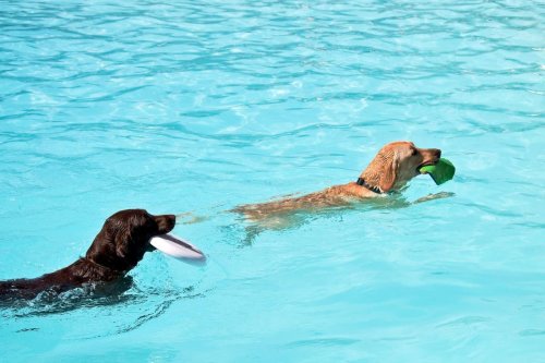 Dogs And Water: Here are the 10 breeds of adorable dog that are worst ...