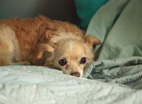 Shy Dogs: These are the 10 most timid breeds of adorable dog ...