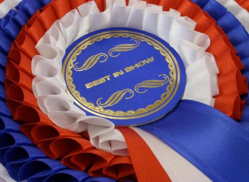 Prize Dogs of The USA: These are the 10 breeds of adorable dog that ...