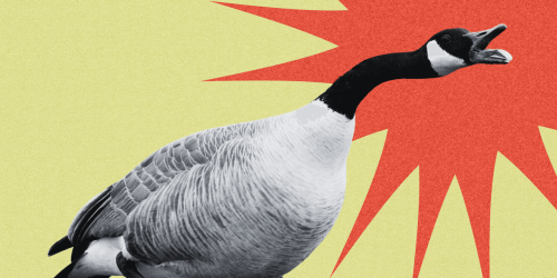 Here’s What to Do When You Encounter a Flock of Pissed Off Geese ...