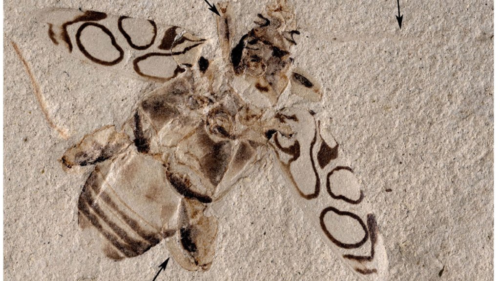 Perfectly Preserved Insect From the Triassic Period Has Been Discovered ...