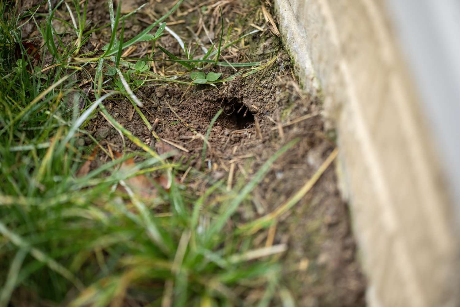 What Animal Is Digging Holes In Your Yard ? Experts Share How To ...