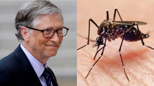 Fact Check: Is Bill Gates' mosquito farm responsible for the rising ...